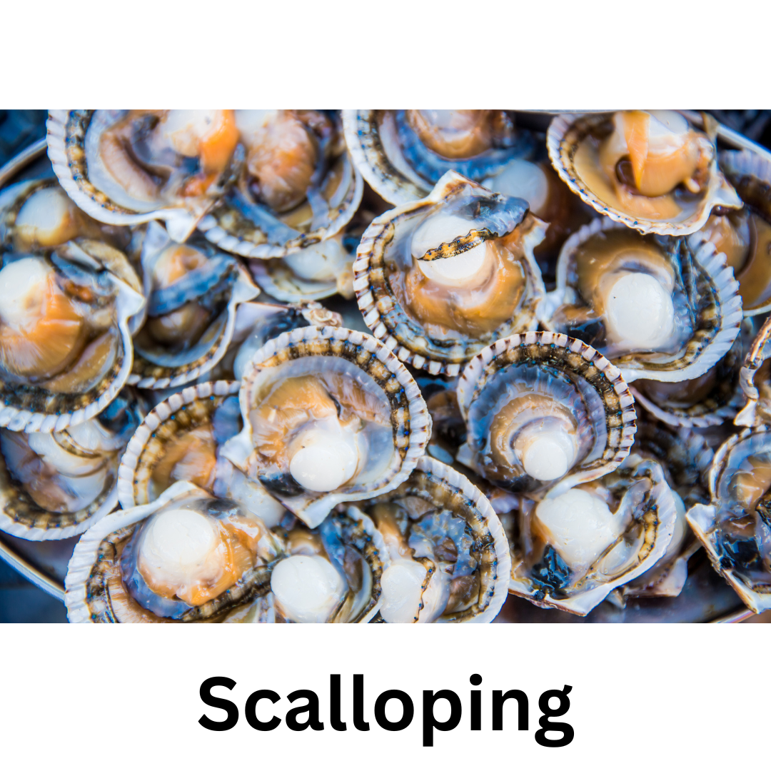 Scallop season starting soon