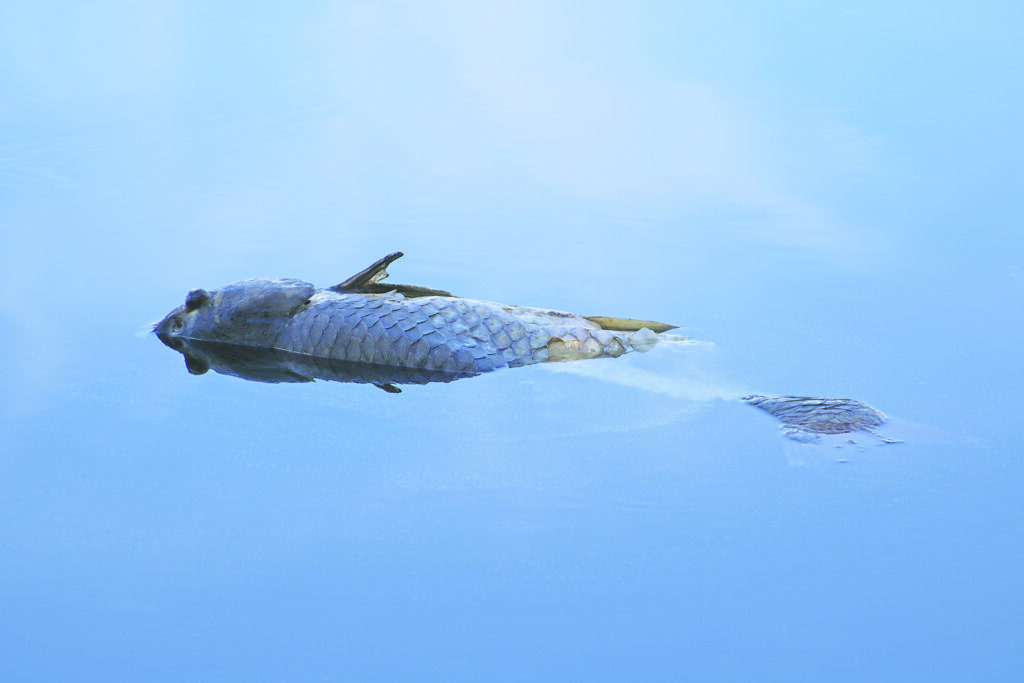 What’s killing the Lake Francis fish?