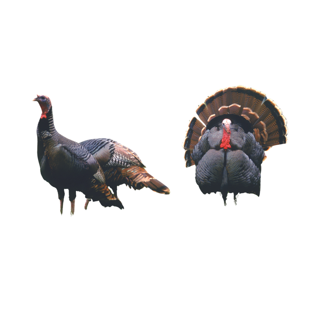 Annual FWC wild turkey survey is open for Florida residents
