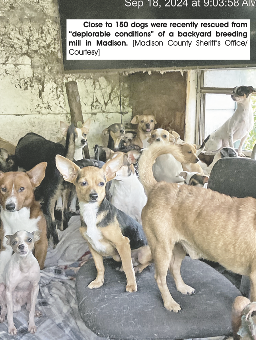 Arrest made in animal cruelty case