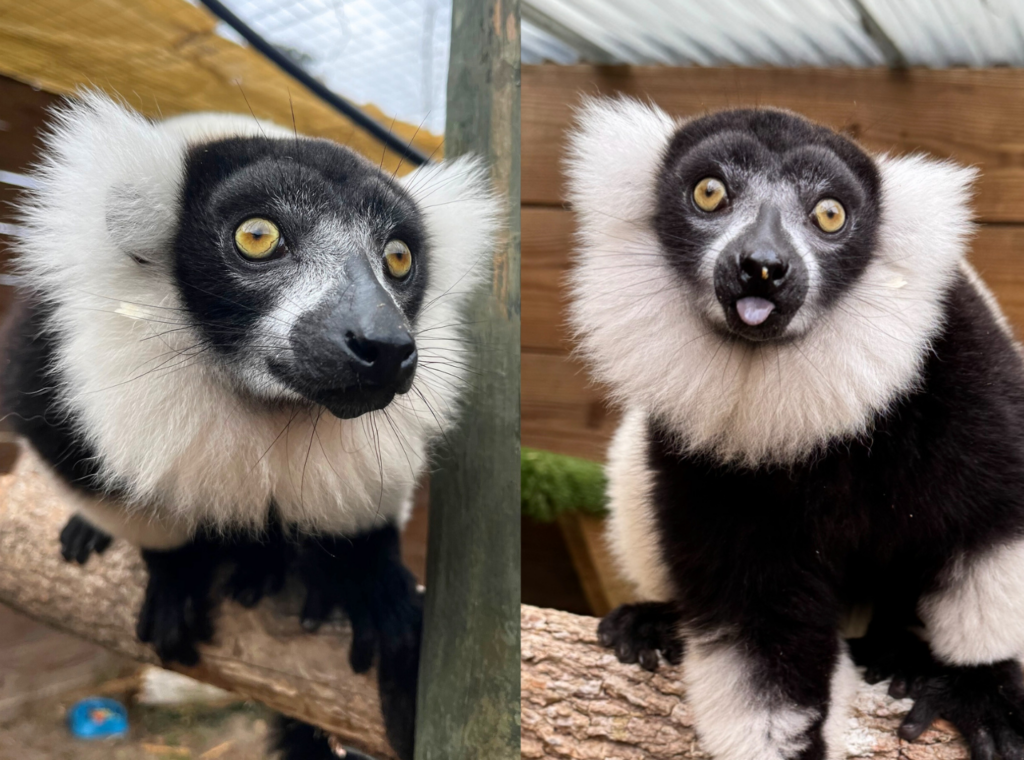 Two lemur sisters join Wildlife Center’s breeding program