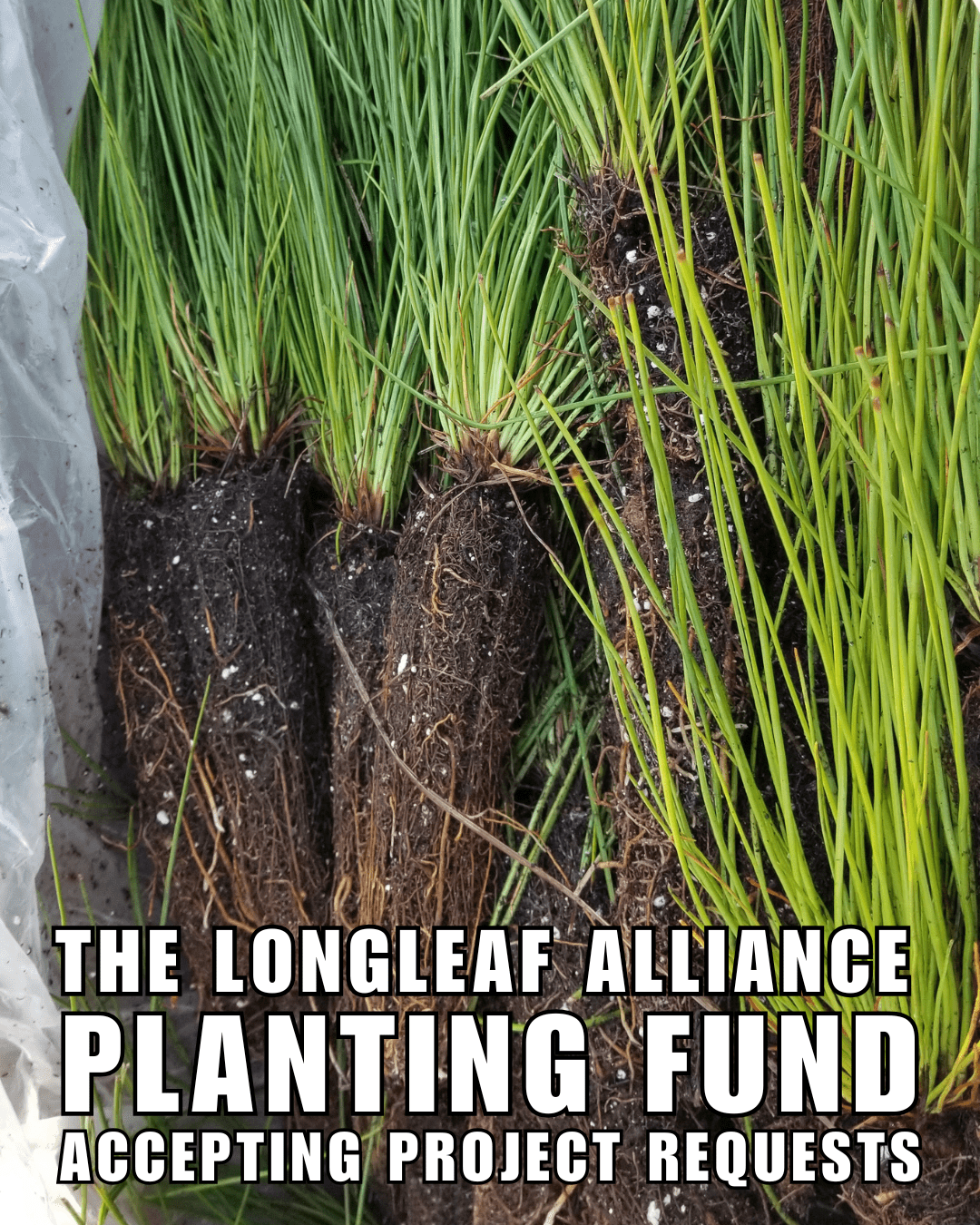 Longleaf pine planting fund available for landowners’ projects